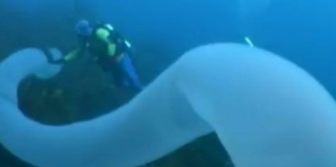 Des créatures marines étonnantes : un pyrosome géant et des salpidae ...